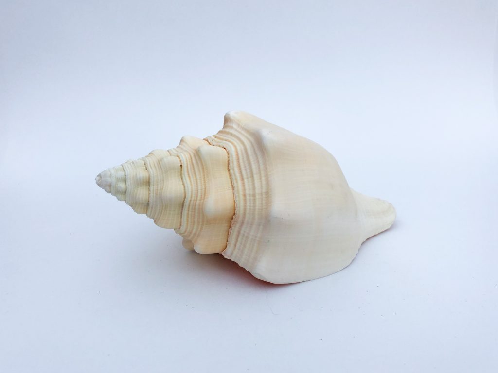 West Indian Chank Shell - Leisure Gardening