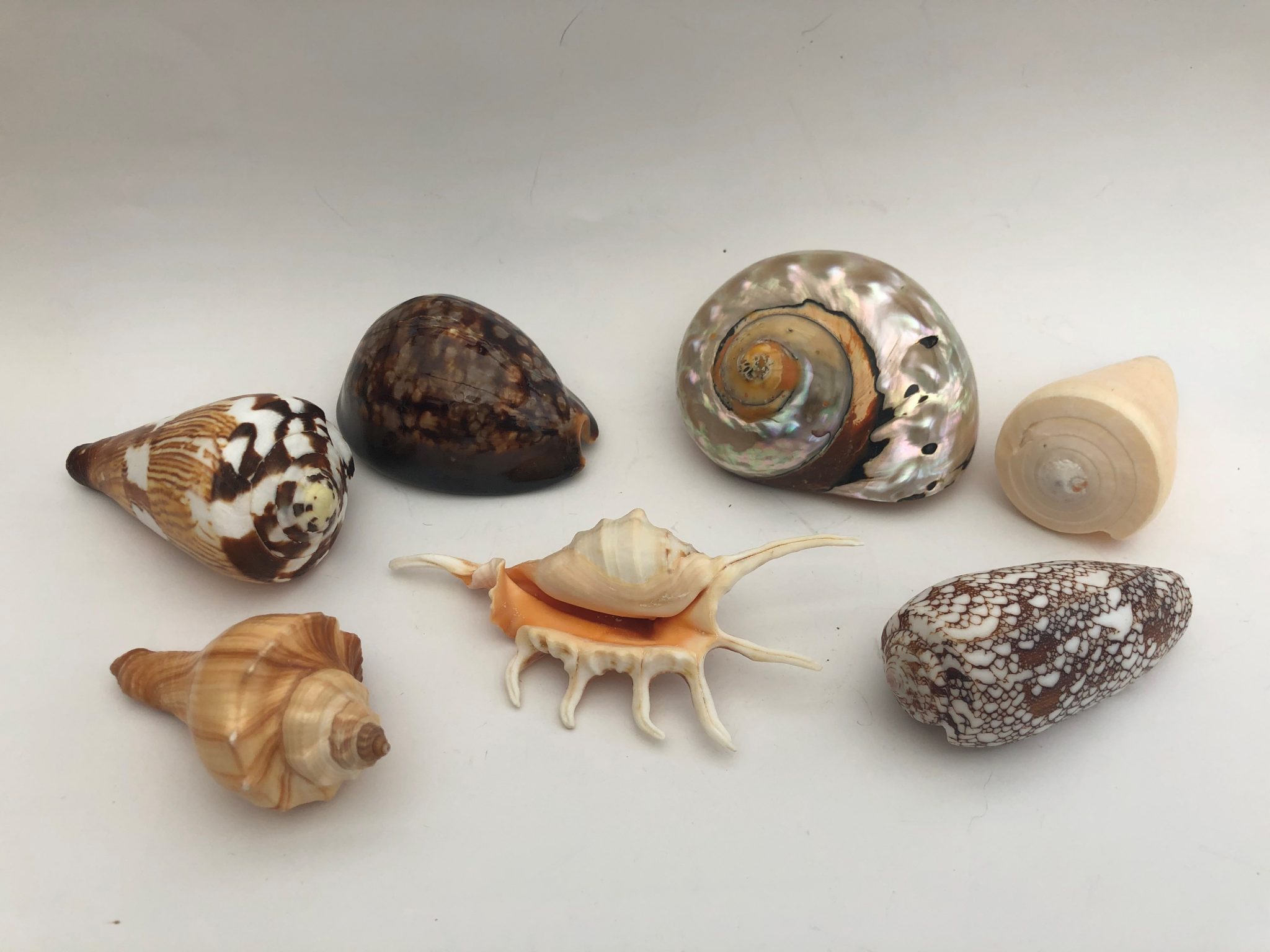 Shell Collectors Starter Pack - Leisure Gardening
