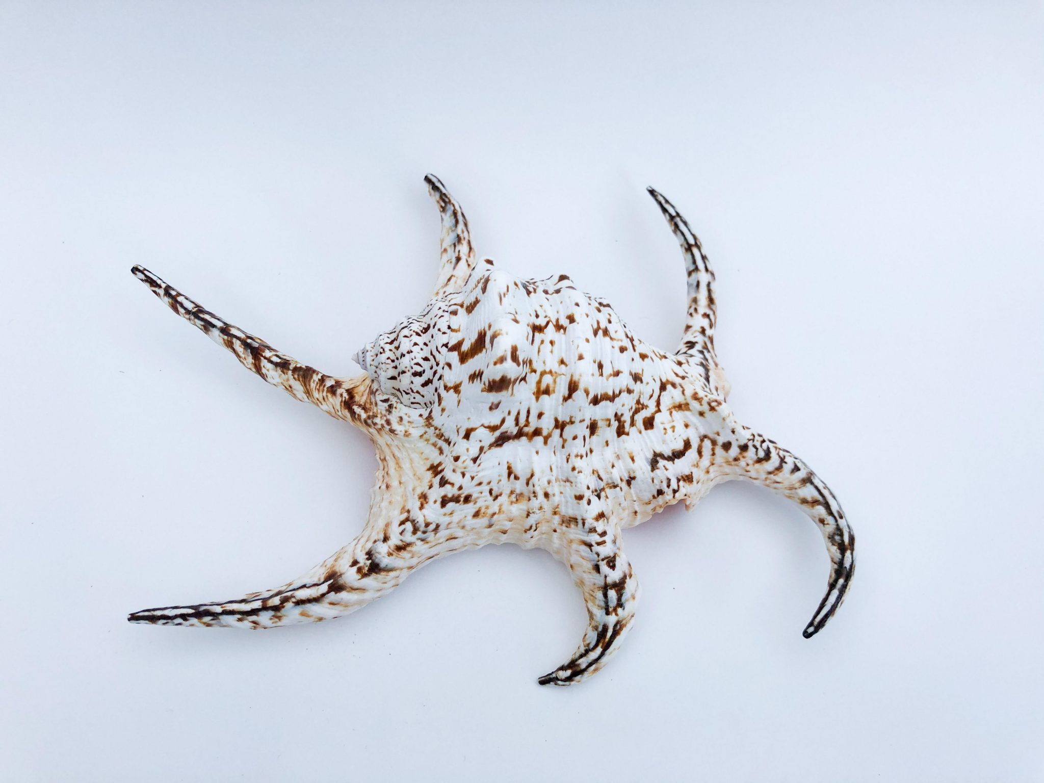 Spider Conch - Lambis Chiragra Specimen Shell - Leisure Gardening